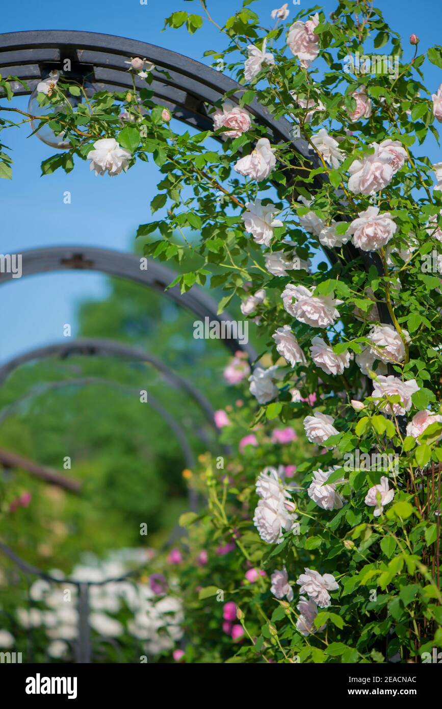 Prague red roses hi-res stock photography and images - Alamy