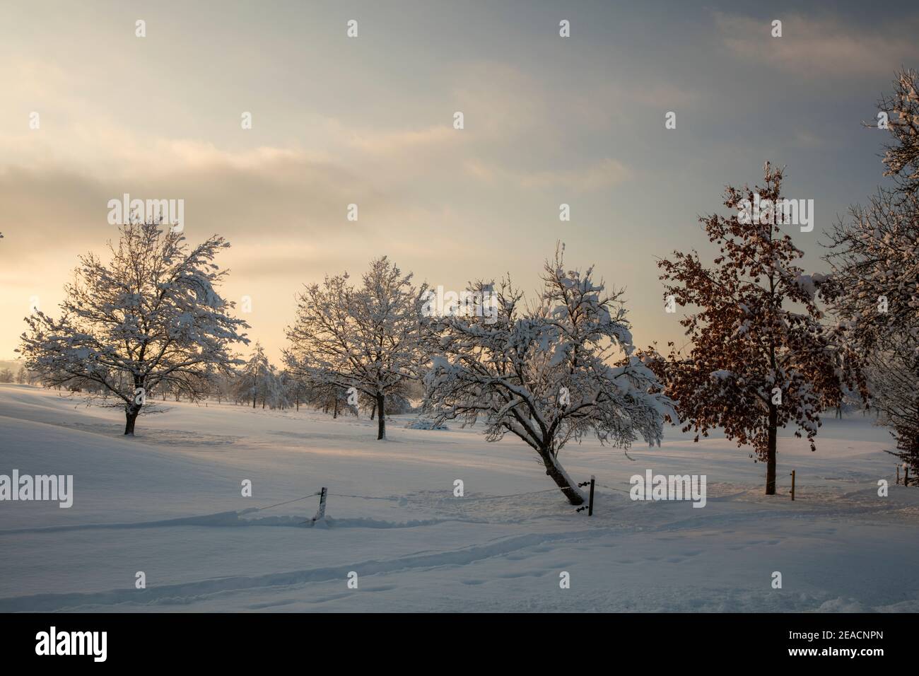 Winter landscape, snow, trees, sunset Stock Photo - Alamy