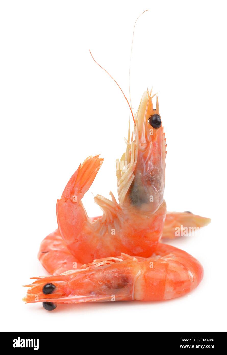 Close up of fresh boiled tiger shrimp isolated on white background ...
