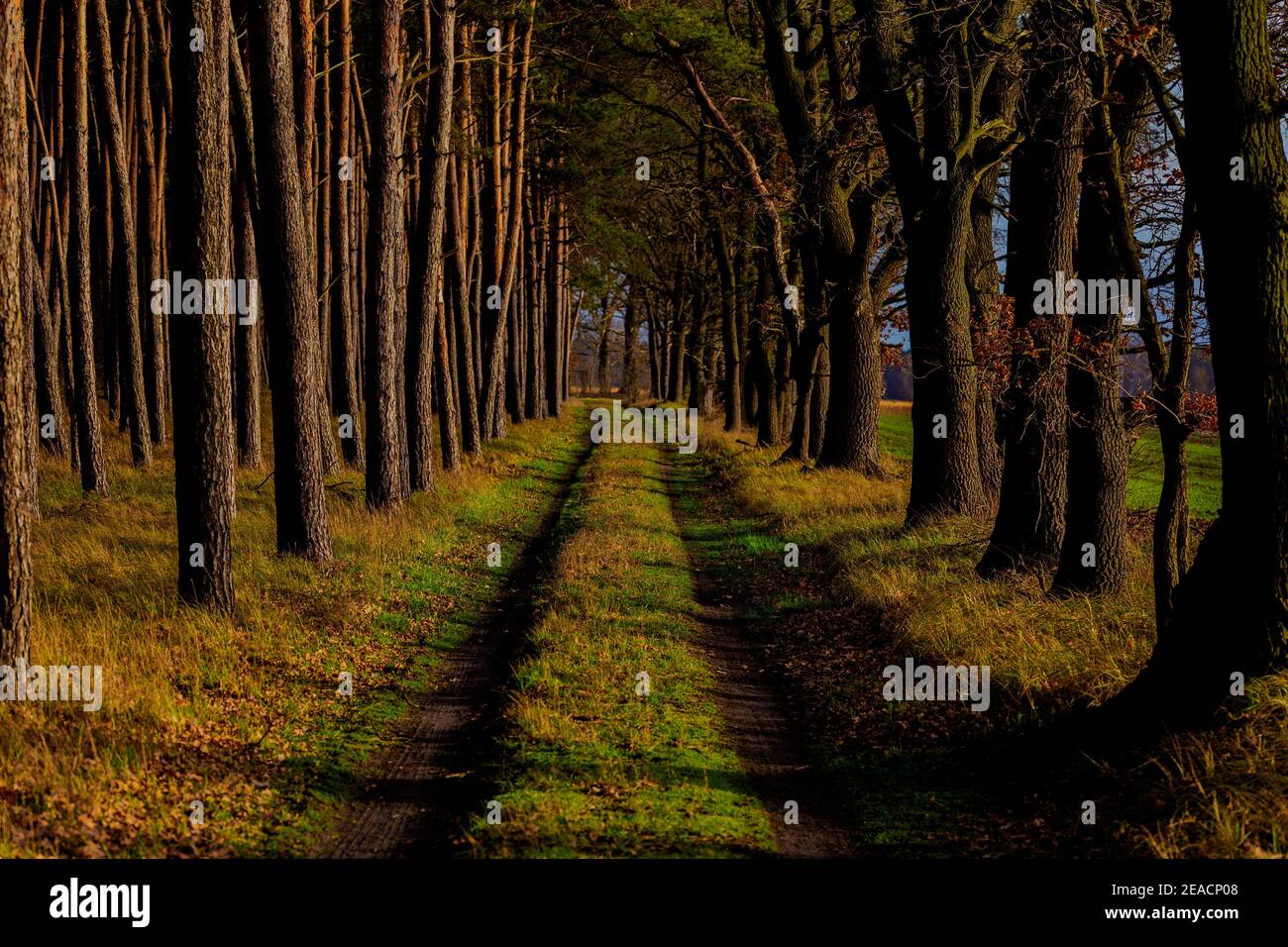 Walk through wood in winter hi-res stock photography and images - Alamy