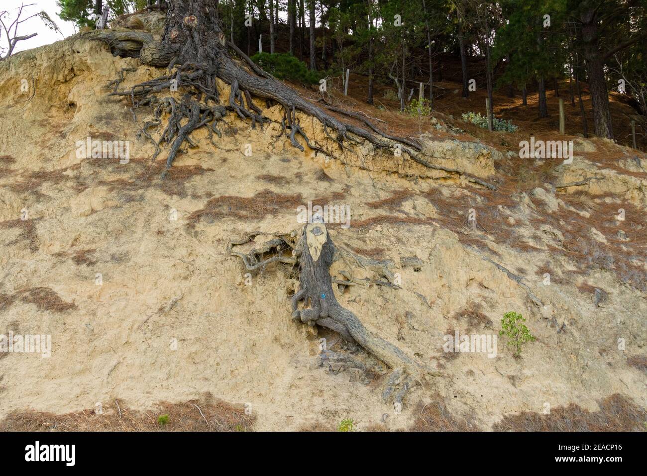 New zealand tree roots hi-res stock photography and images - Alamy