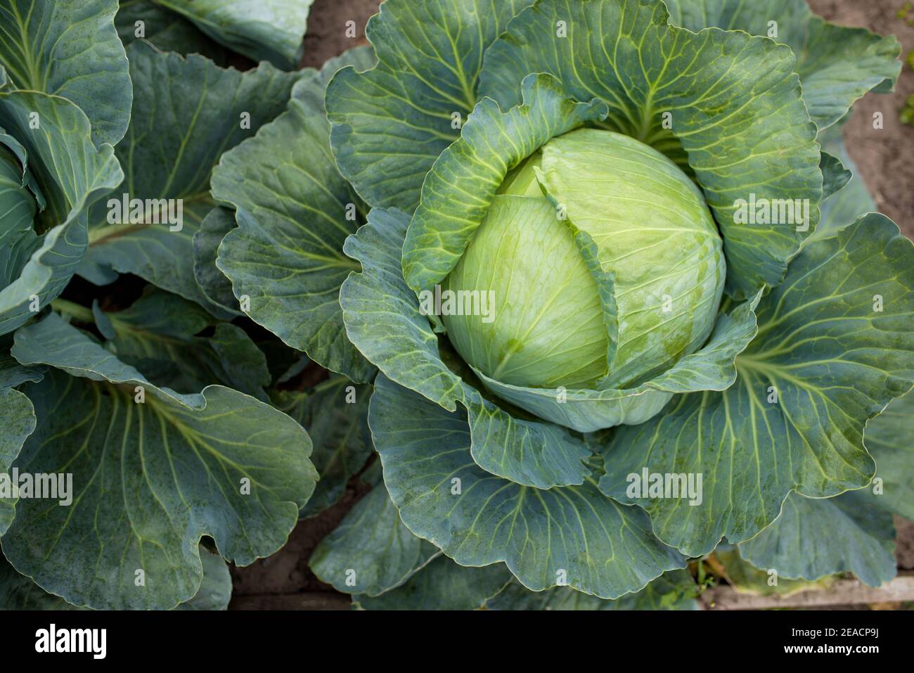 green cabbage plant field outdoor in summer agriculture vegetables Stock Photo - Alamy