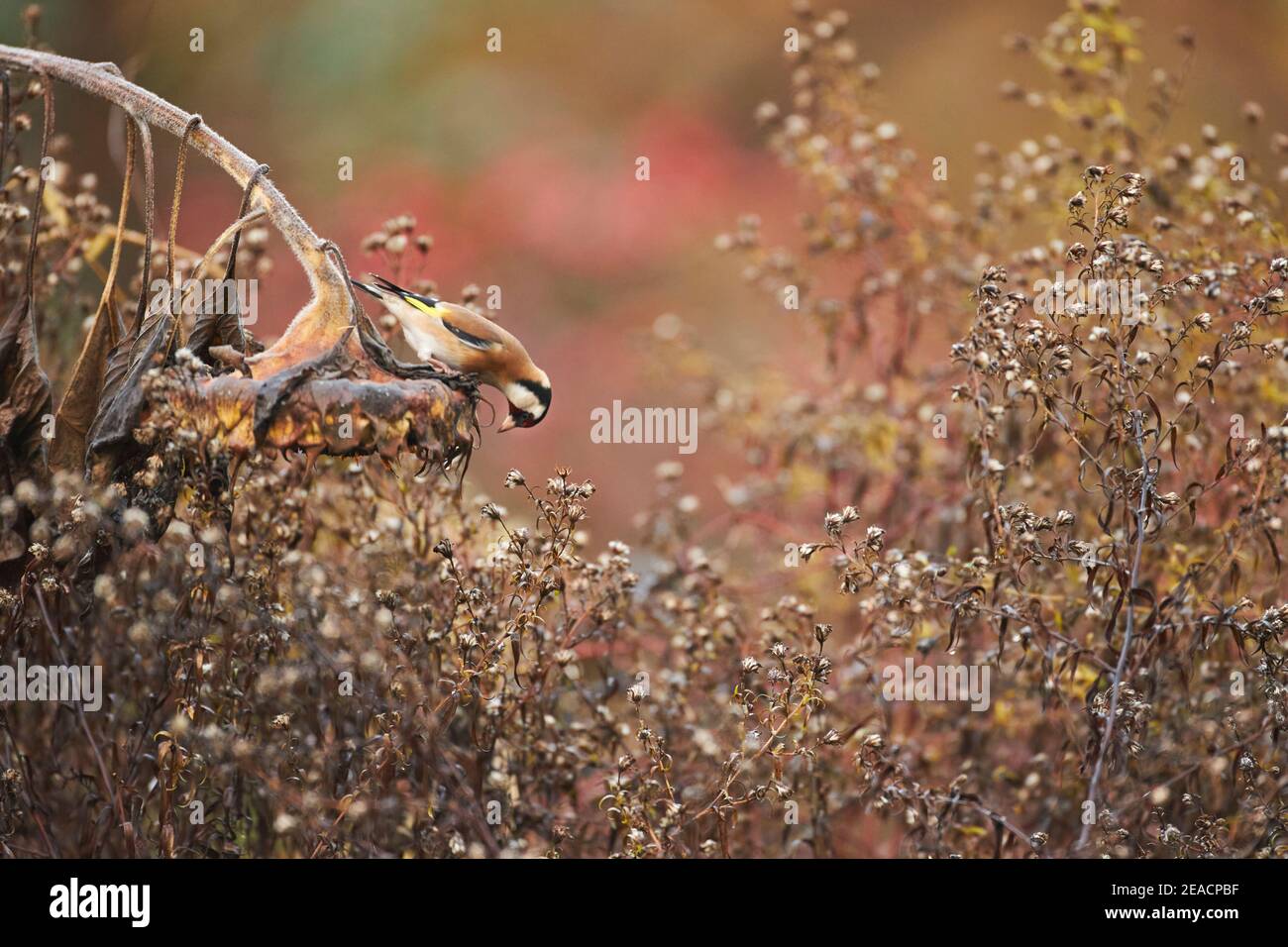 Goldfinch, Goldfinch, Carduelis carduelis, Autumn, Sunflower Stock ...