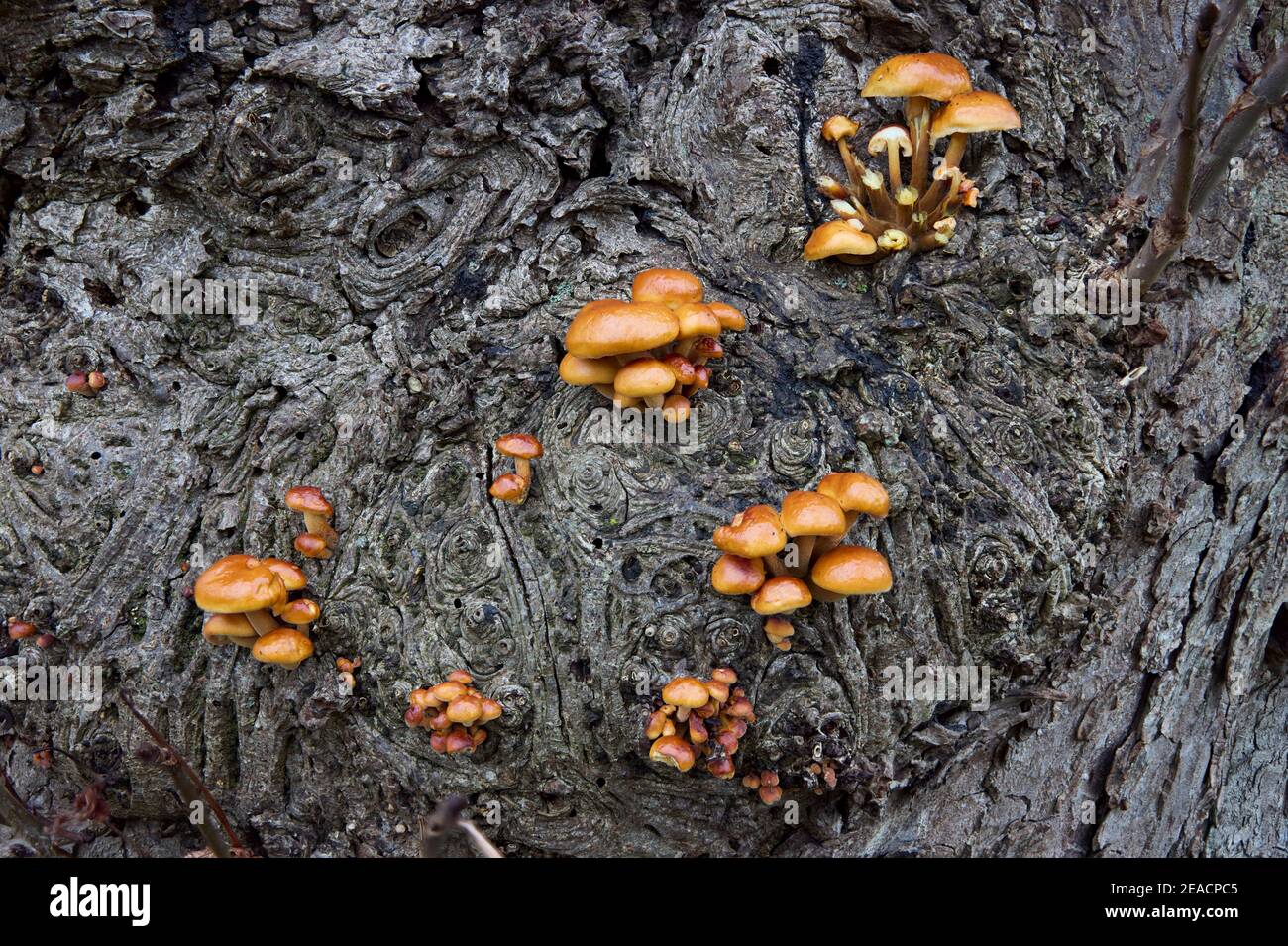 Mushrooms tree trunk hi-res stock photography and images - Alamy