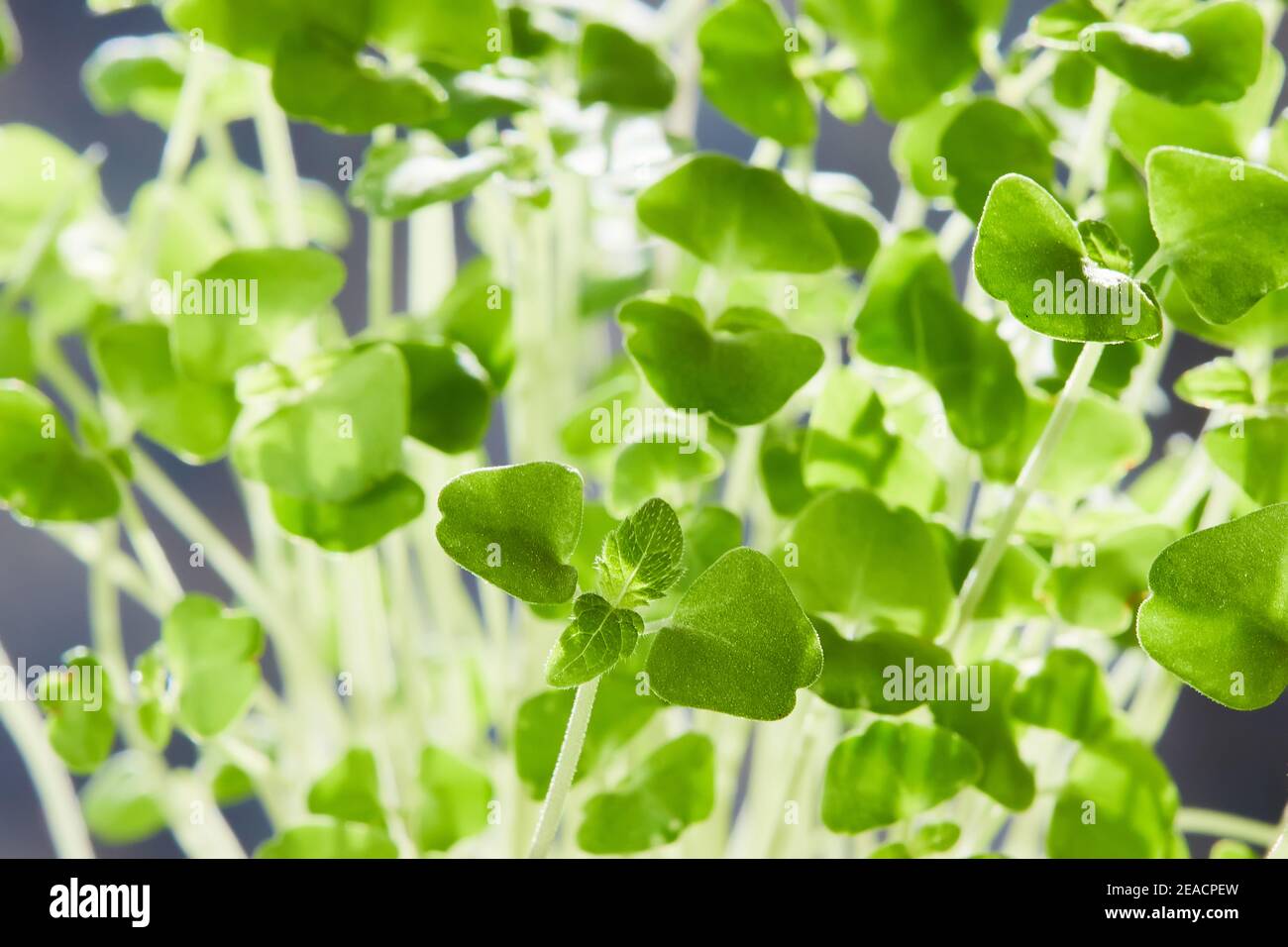 Closeup of sprouted or germinated chia seeds (lat. Salvia hispanica ...