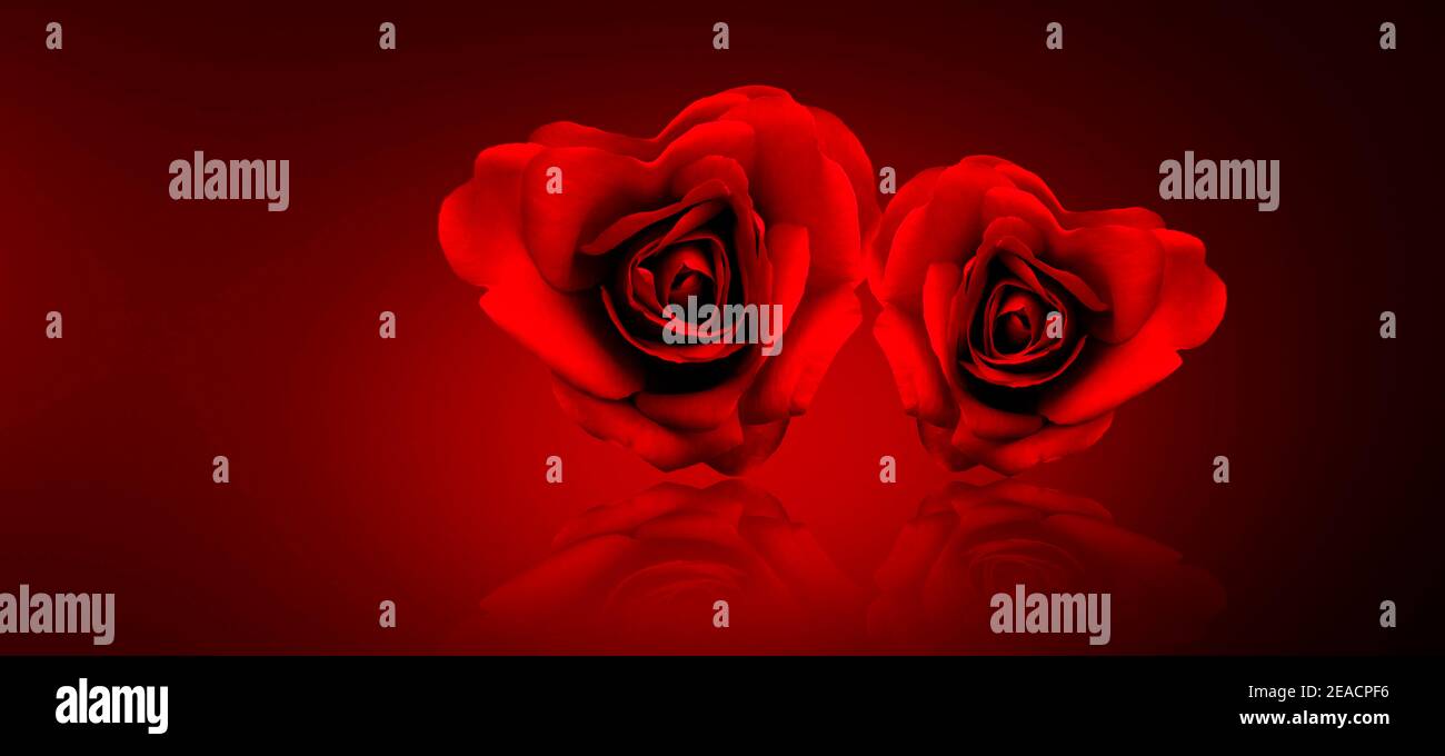 Two hearts rose hi-res stock photography and images - Alamy
