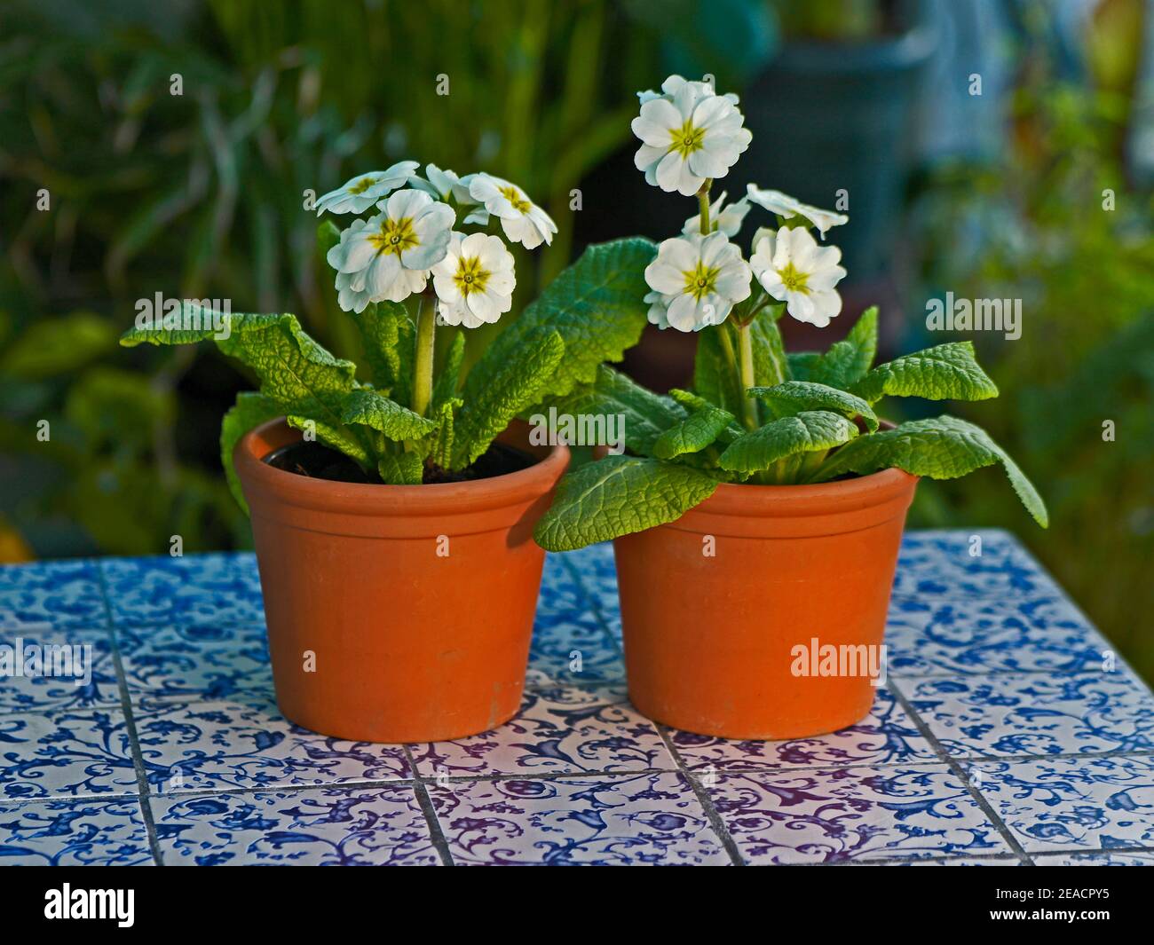 Polyanthus pots hi-res stock photography and images - Alamy