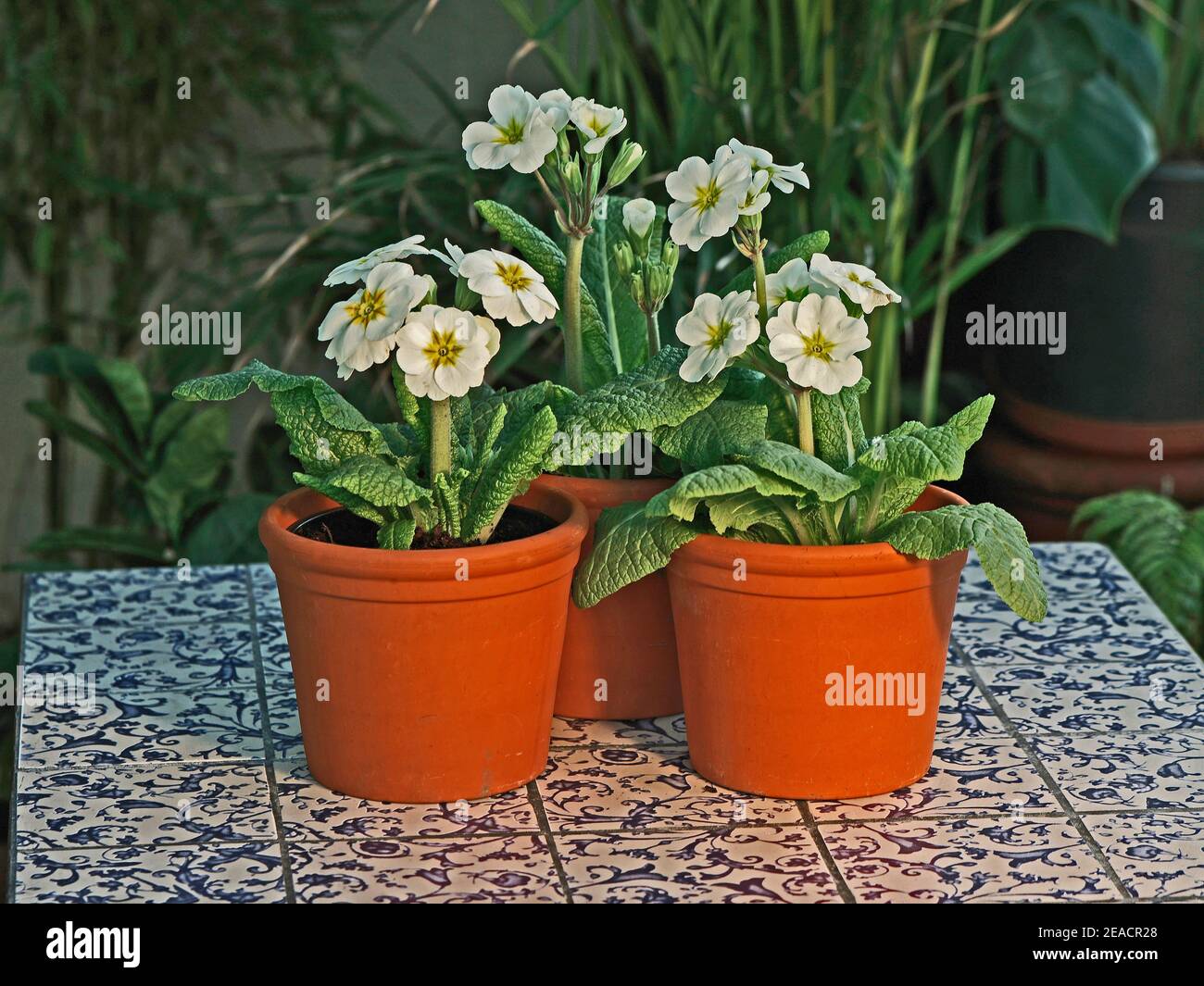 Polyanthus pots hi-res stock photography and images - Alamy