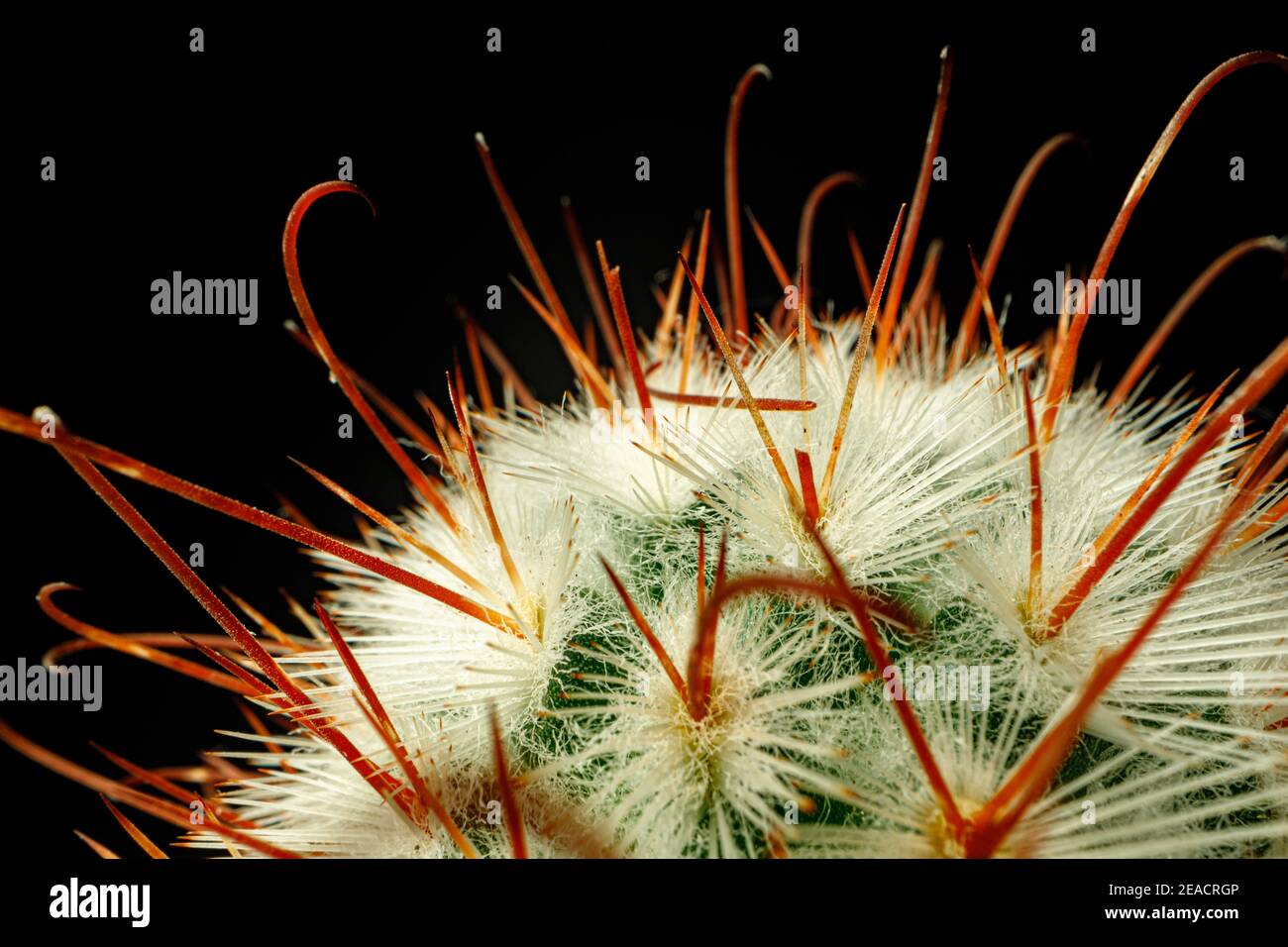 Macro photo of green cactus with spines Stock Photo - Alamy