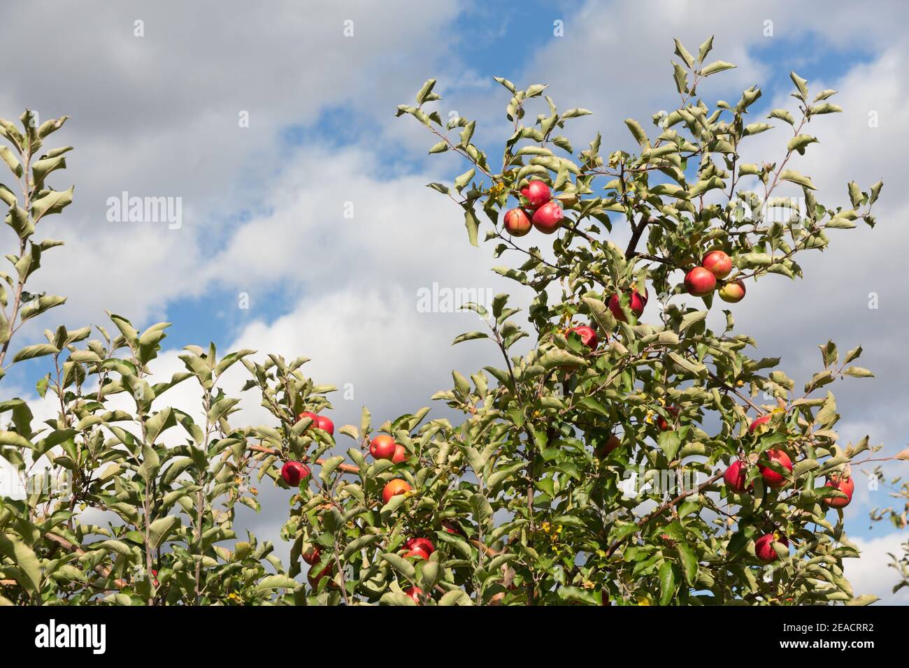 Apple Orchard in Upstate New York: Apples on a tree , branch Stock ...