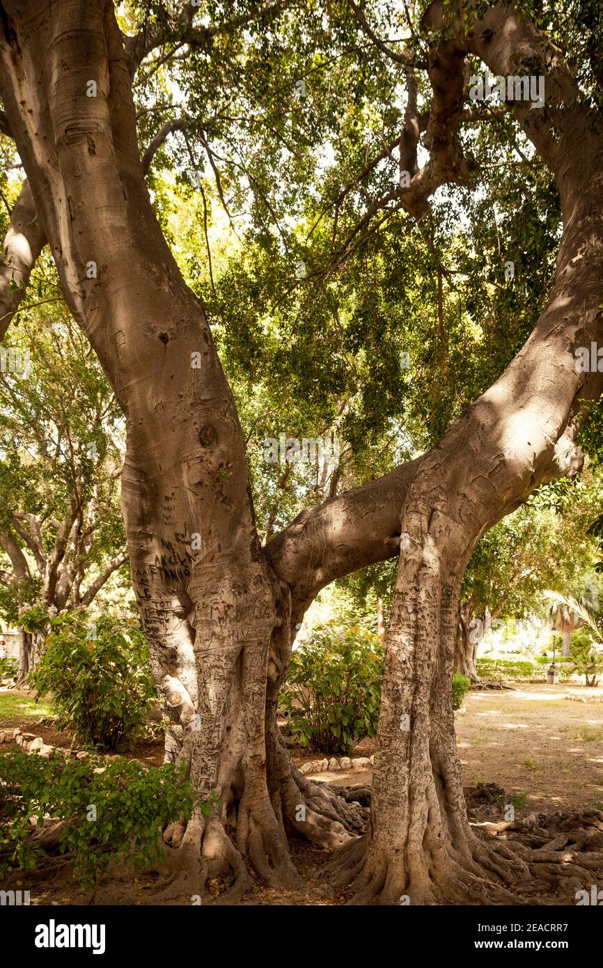 Giardino Garibaldi, tree, garden, Palermo, Sicily, capital, big city ...