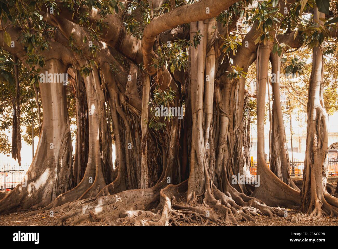 Giardino Garibaldi, tree, garden, Palermo, Sicily, capital, big city ...