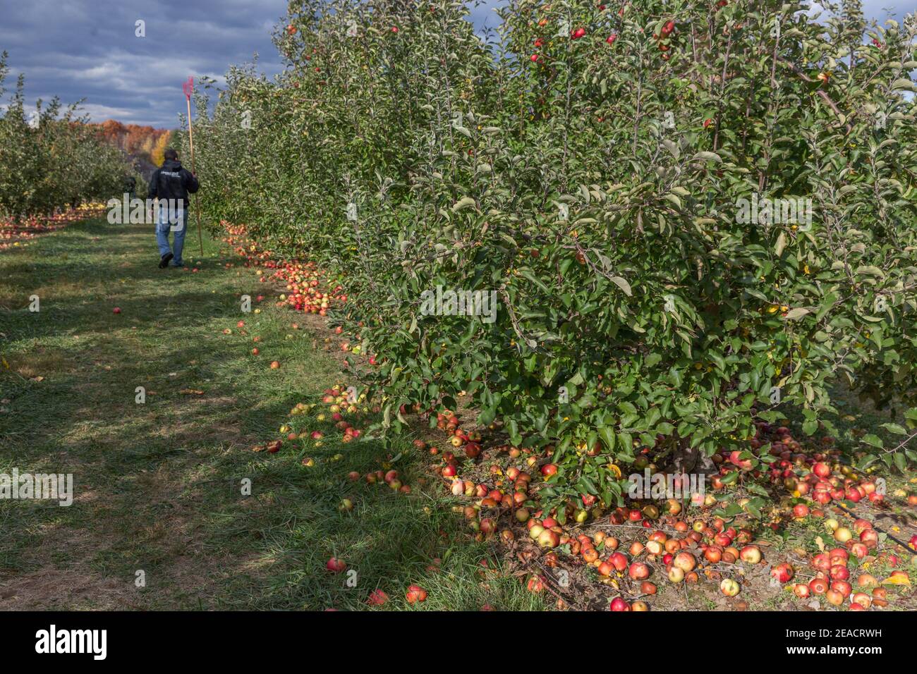 Apple Orchard in Upstate New York: Apples on a tree , branch Stock ...