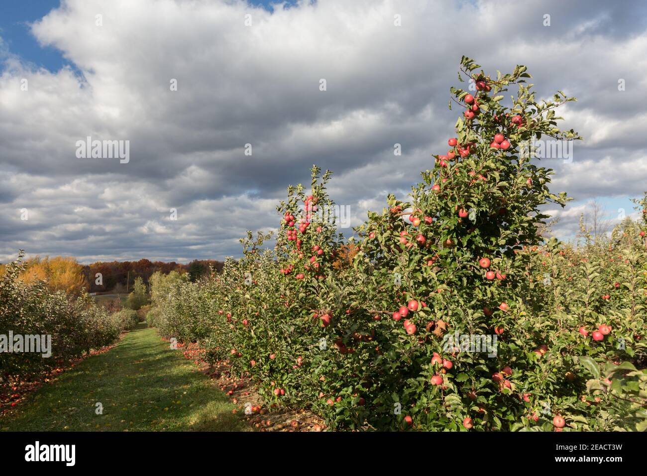 Apple Orchard in Upstate New York: Apples on a tree , branch Stock ...