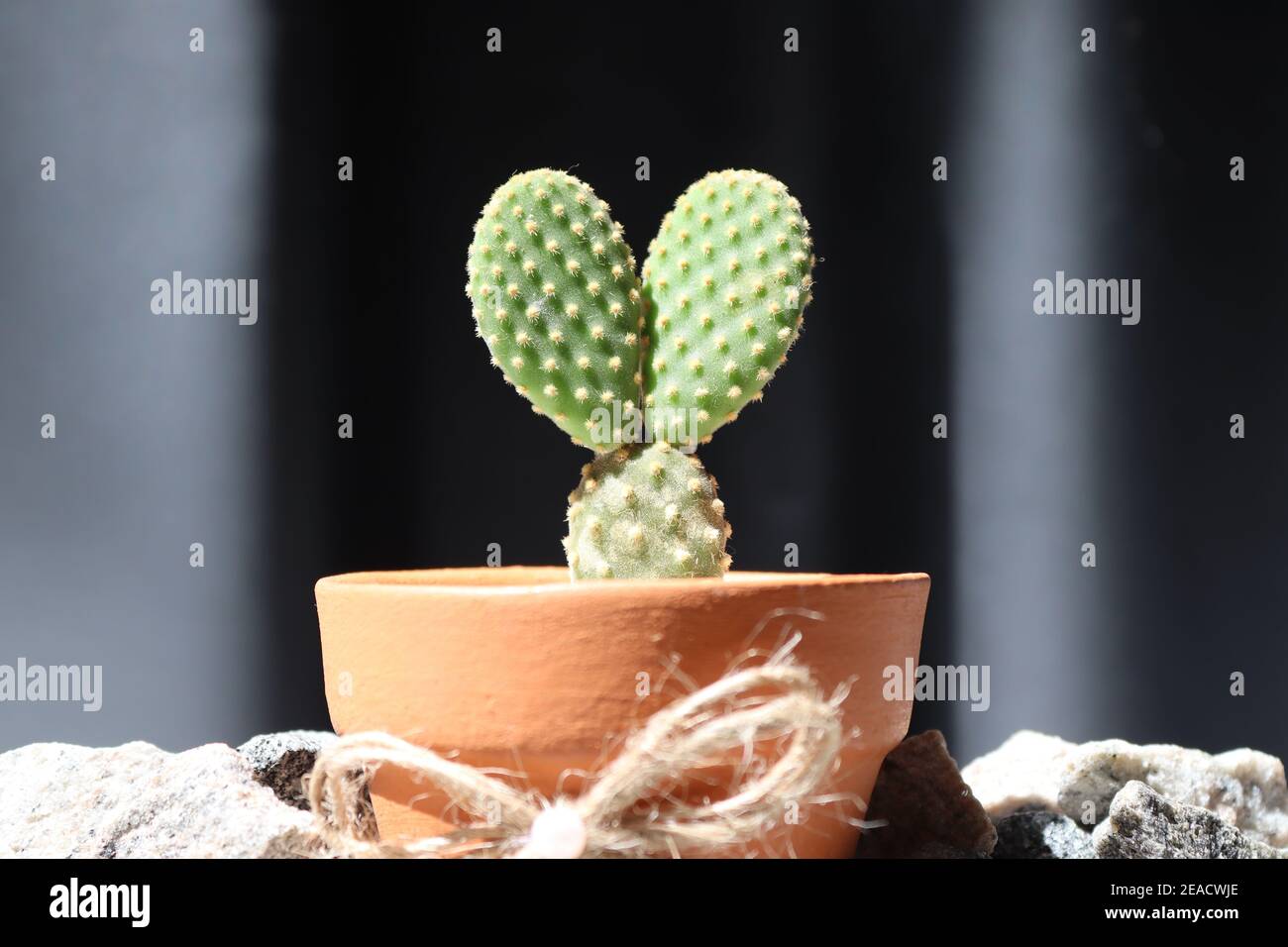 This small cactus tree with two leaves standing in front of various ...