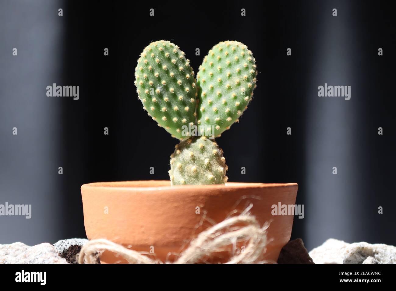 This small cactus tree with two leaves standing in front of various ...