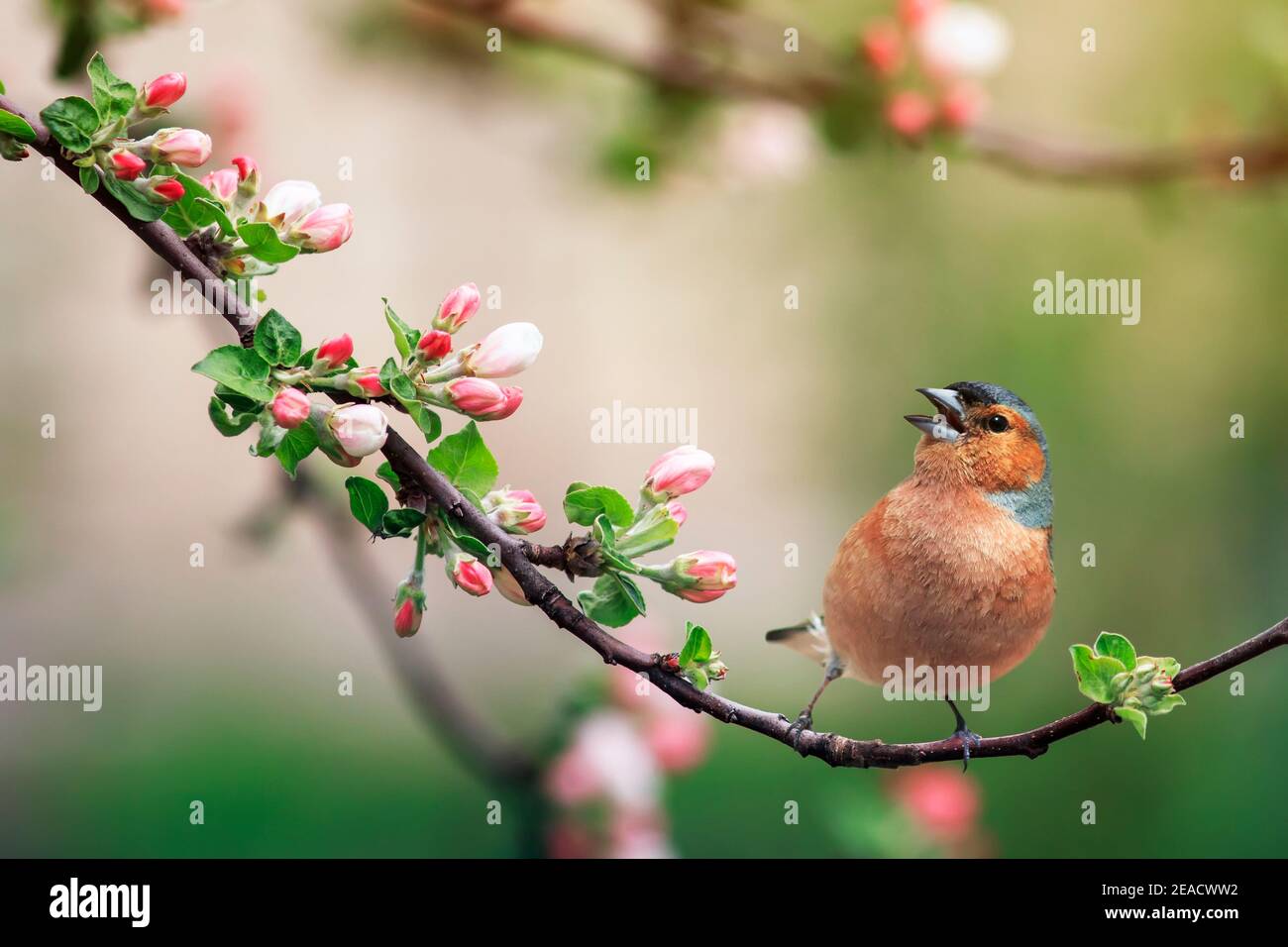 spring bird finch sits on a branch of a blooming pink apple tree and ...