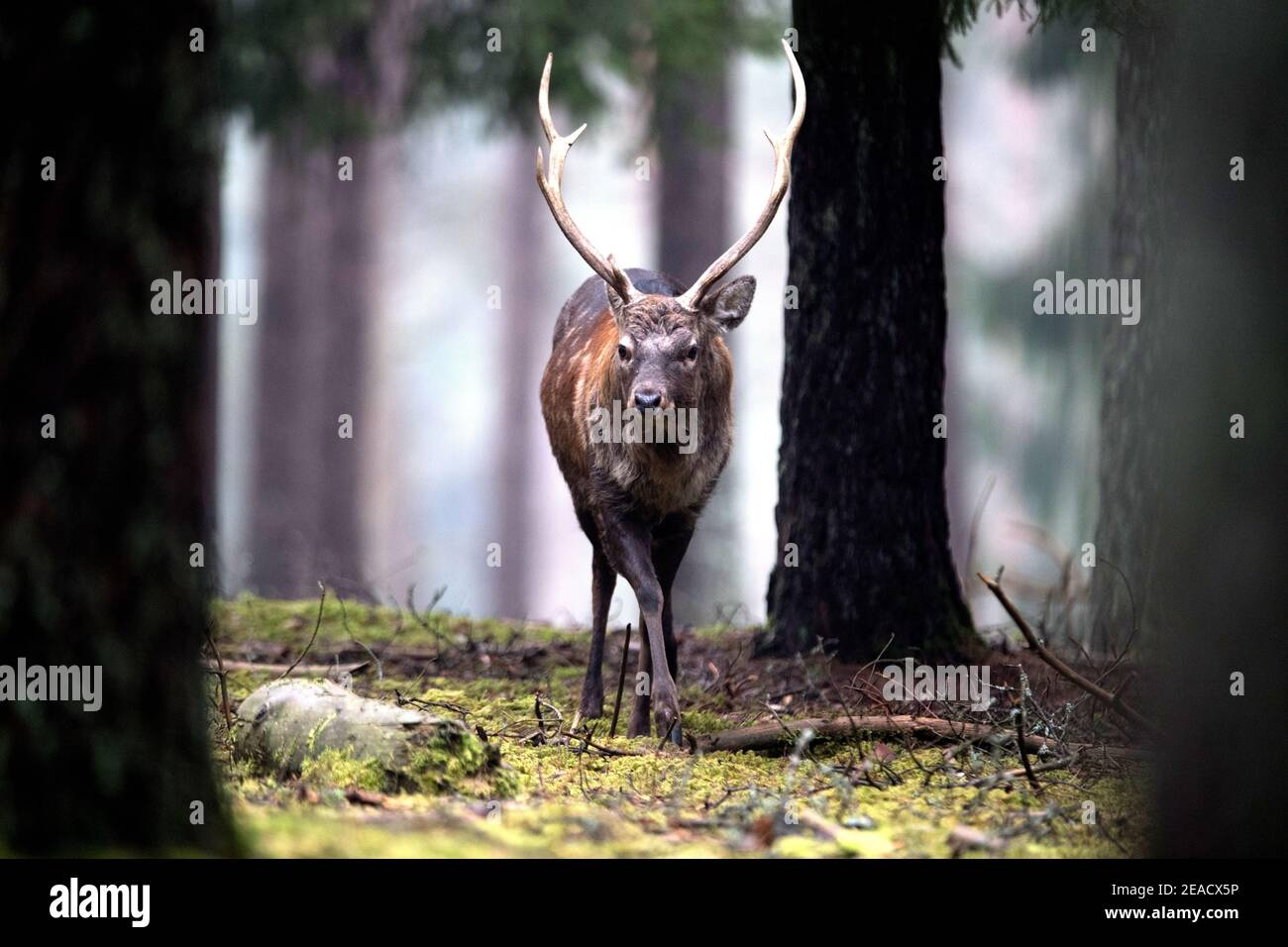 Sika deer behavior hi-res stock photography and images - Alamy