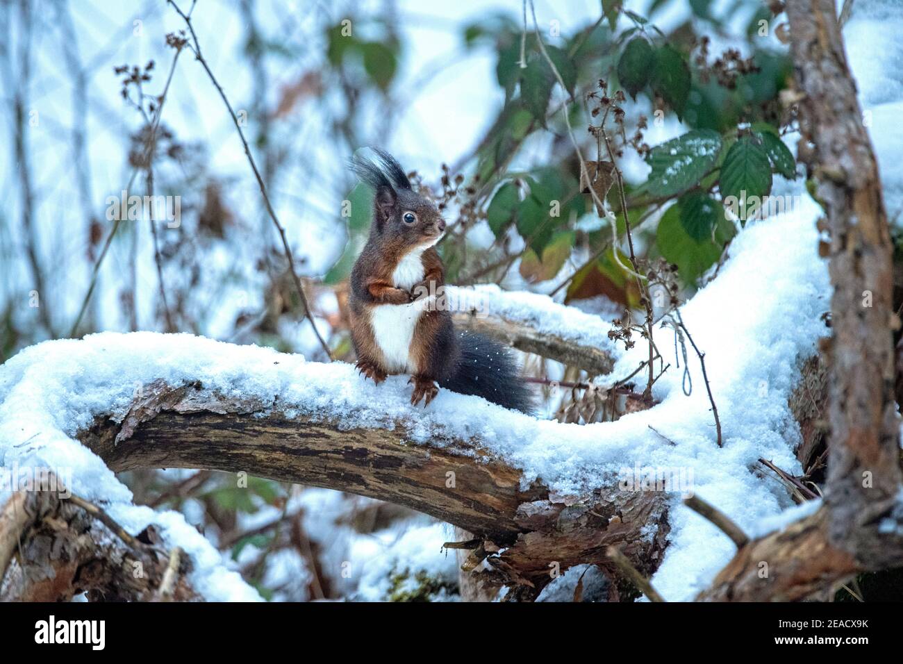 Squirrels in winters hi-res stock photography and images - Alamy