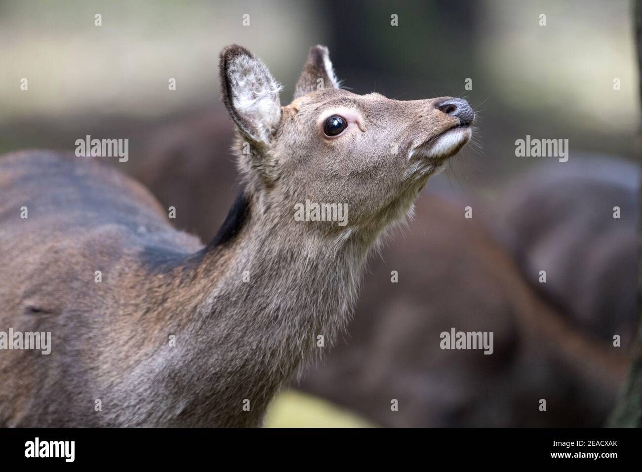 Rutting behavior hi-res stock photography and images - Alamy