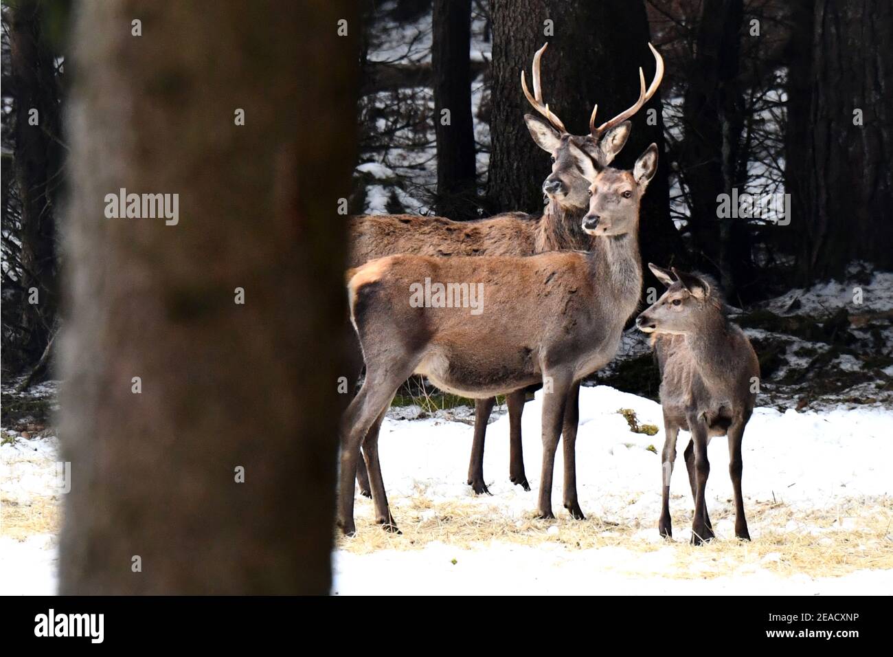 Feeding the red deer Stock Photo - Alamy