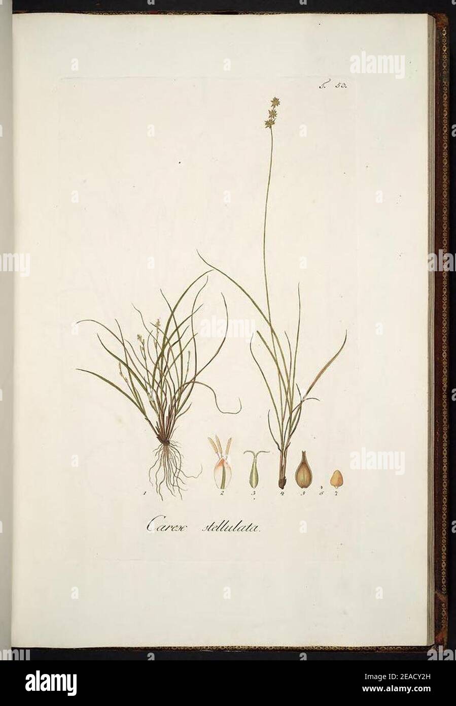 Nicolai Thomae Host ... Icones et descriptiones graminum austriacorum ...