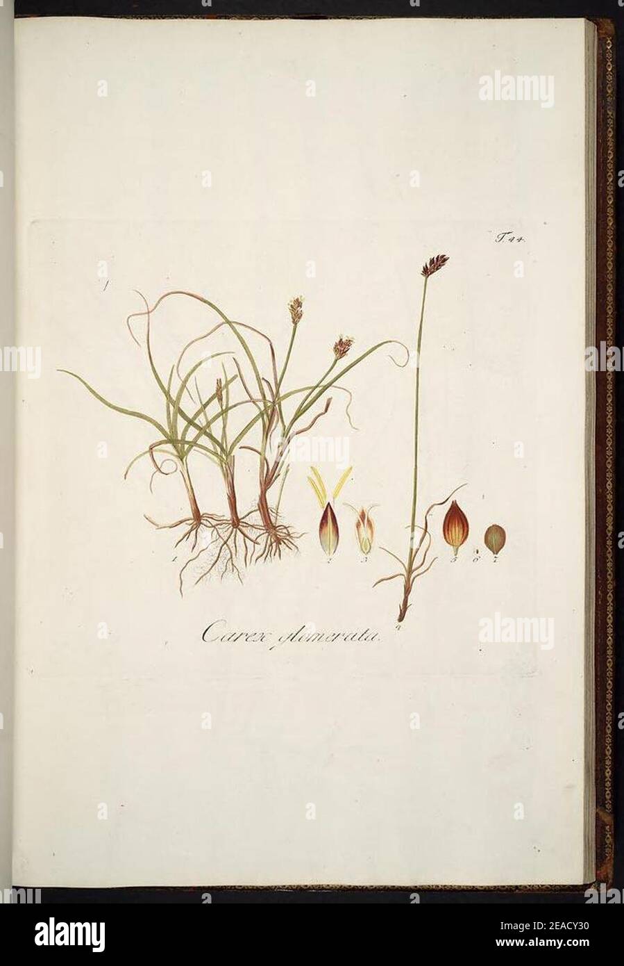 Nicolai Thomae Host ... Icones et descriptiones graminum austriacorum ...