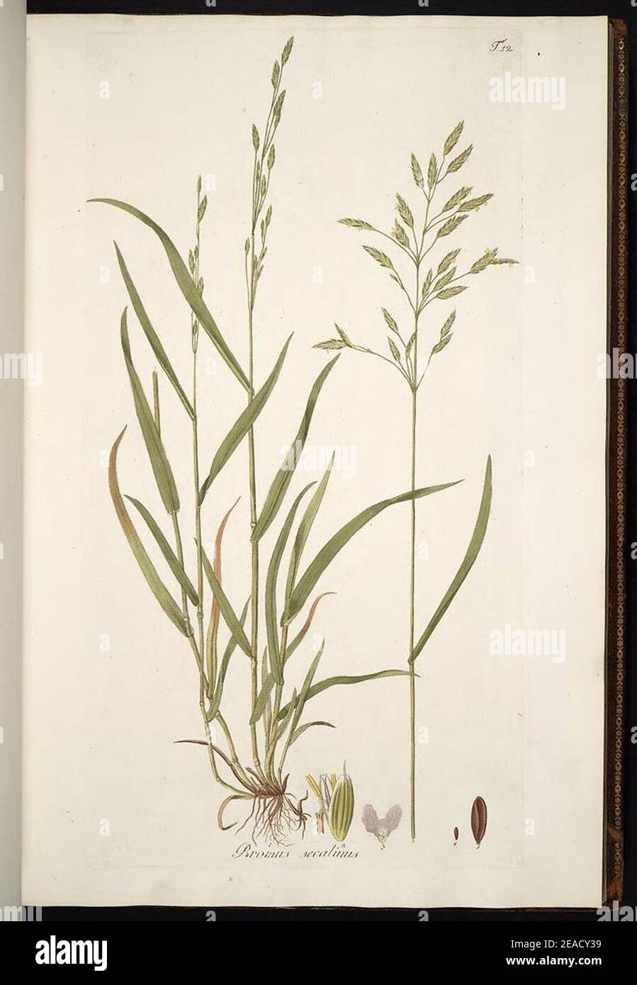 Nicolai Thomae Host ... Icones et descriptiones graminum austriacorum ...