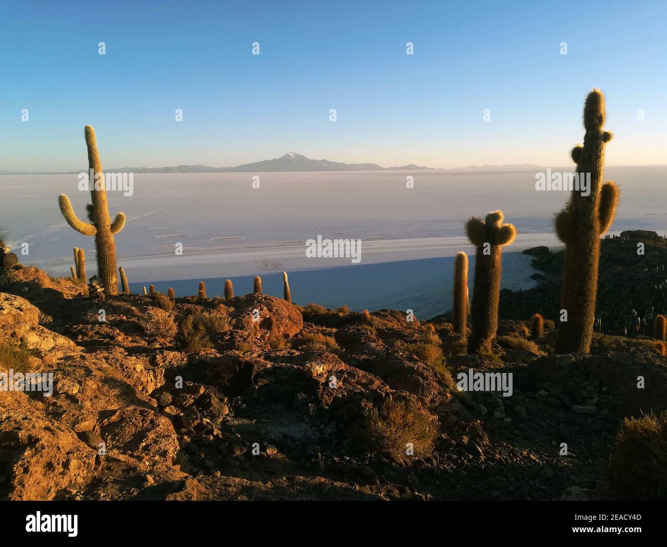 large cactus plants on a rocky deserted area with hazy mountain range ...