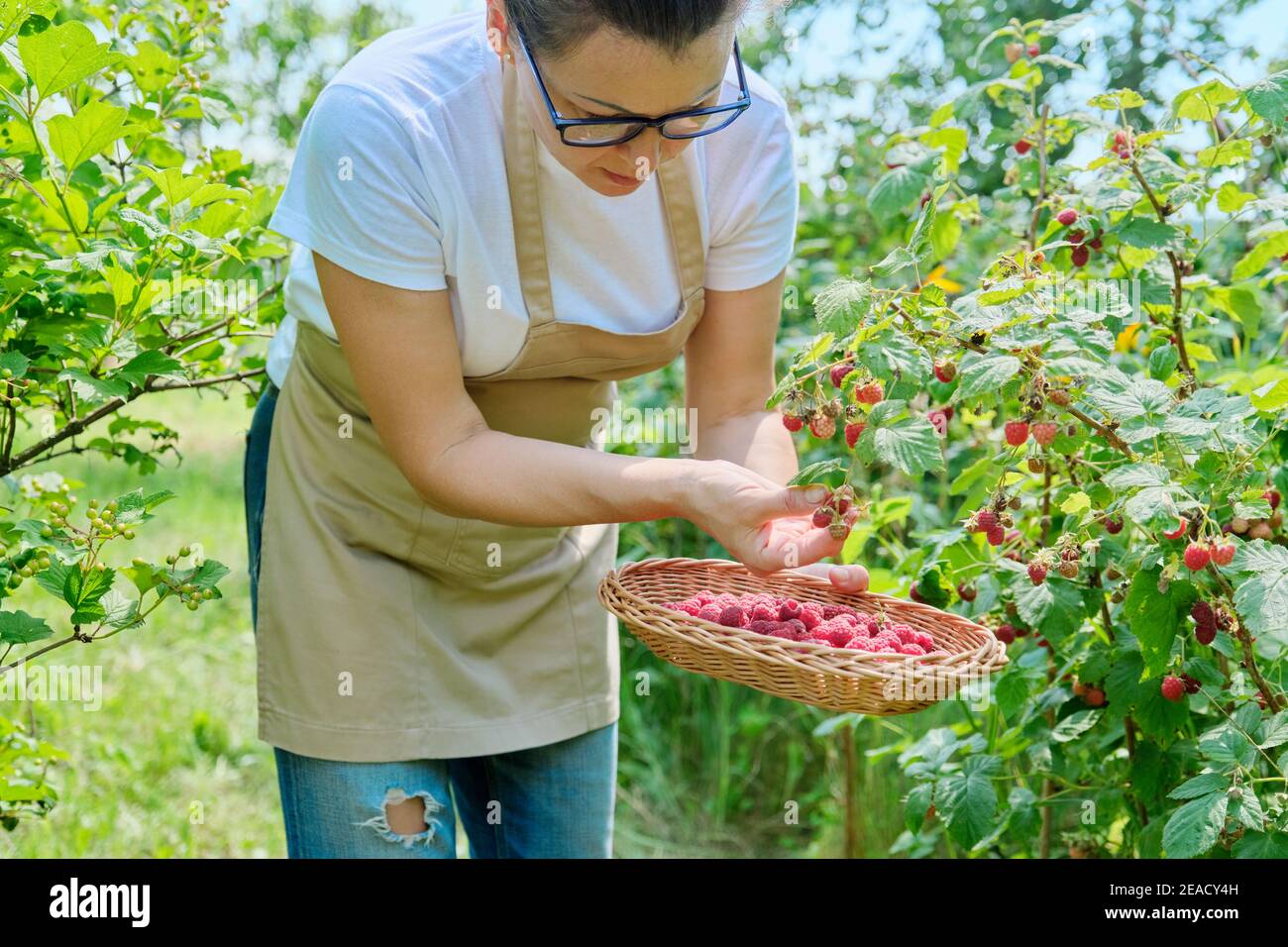 Gardener woman picking raspberries in the garden Stock Photo - Alamy