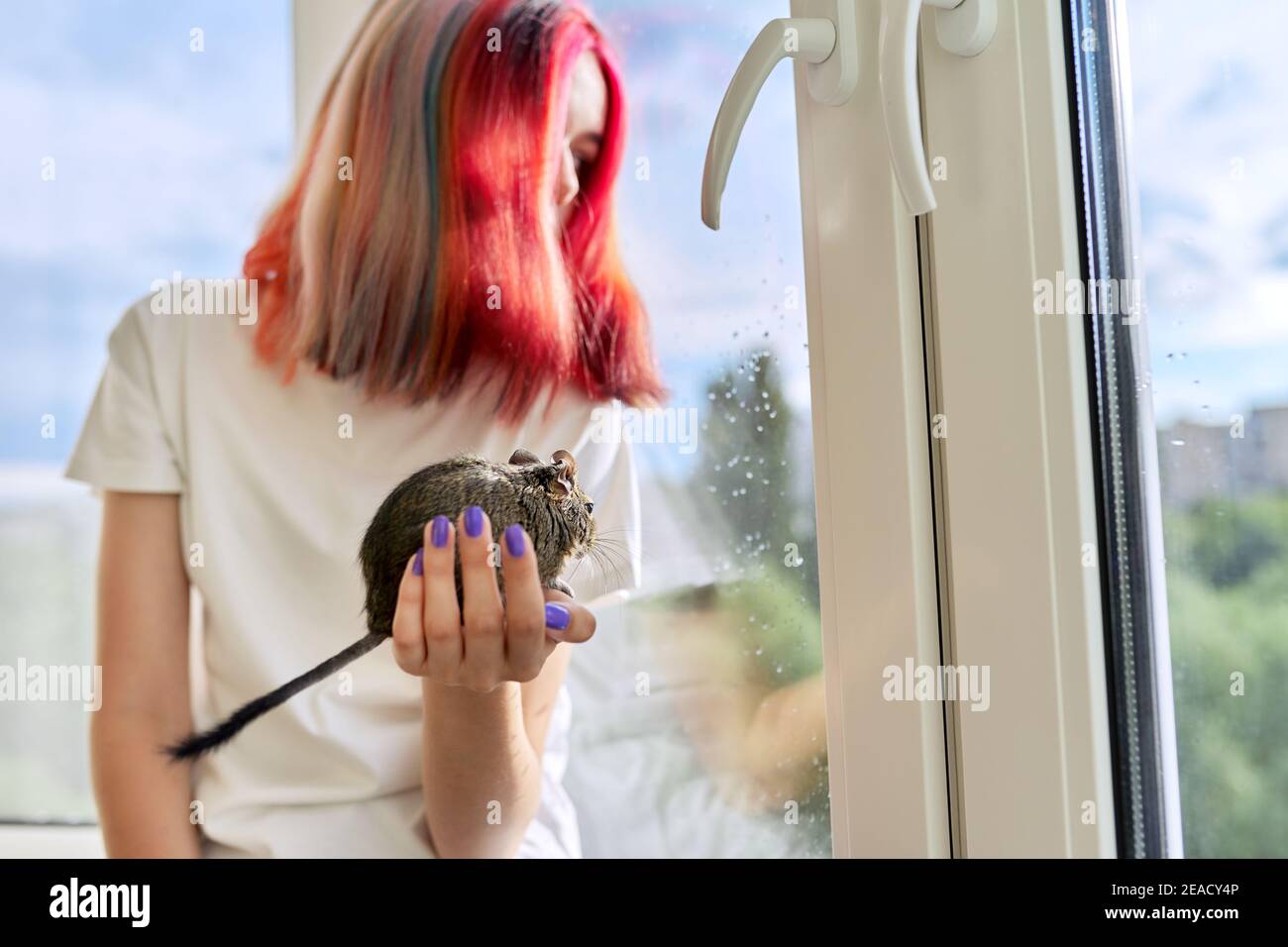 Young owner with pet and degu squirrel. Teenage girl looking out the ...