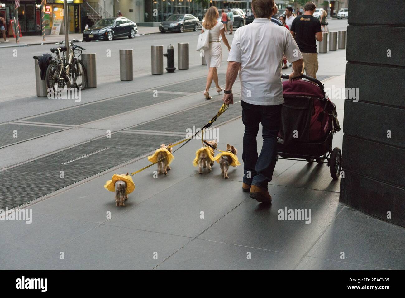 Man Walking small dogs wearing coats Stock Photo - Alamy