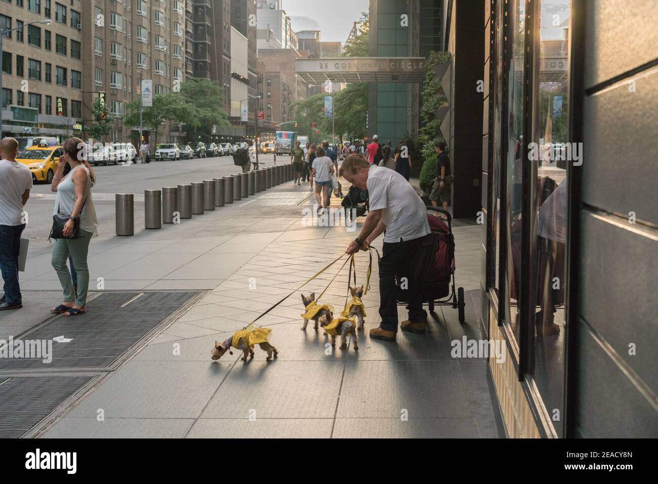 Man Walking small dogs wearing coats Stock Photo - Alamy
