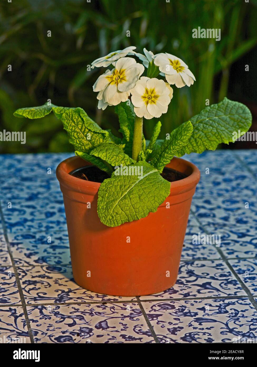 Polyanthus pots hi-res stock photography and images - Alamy