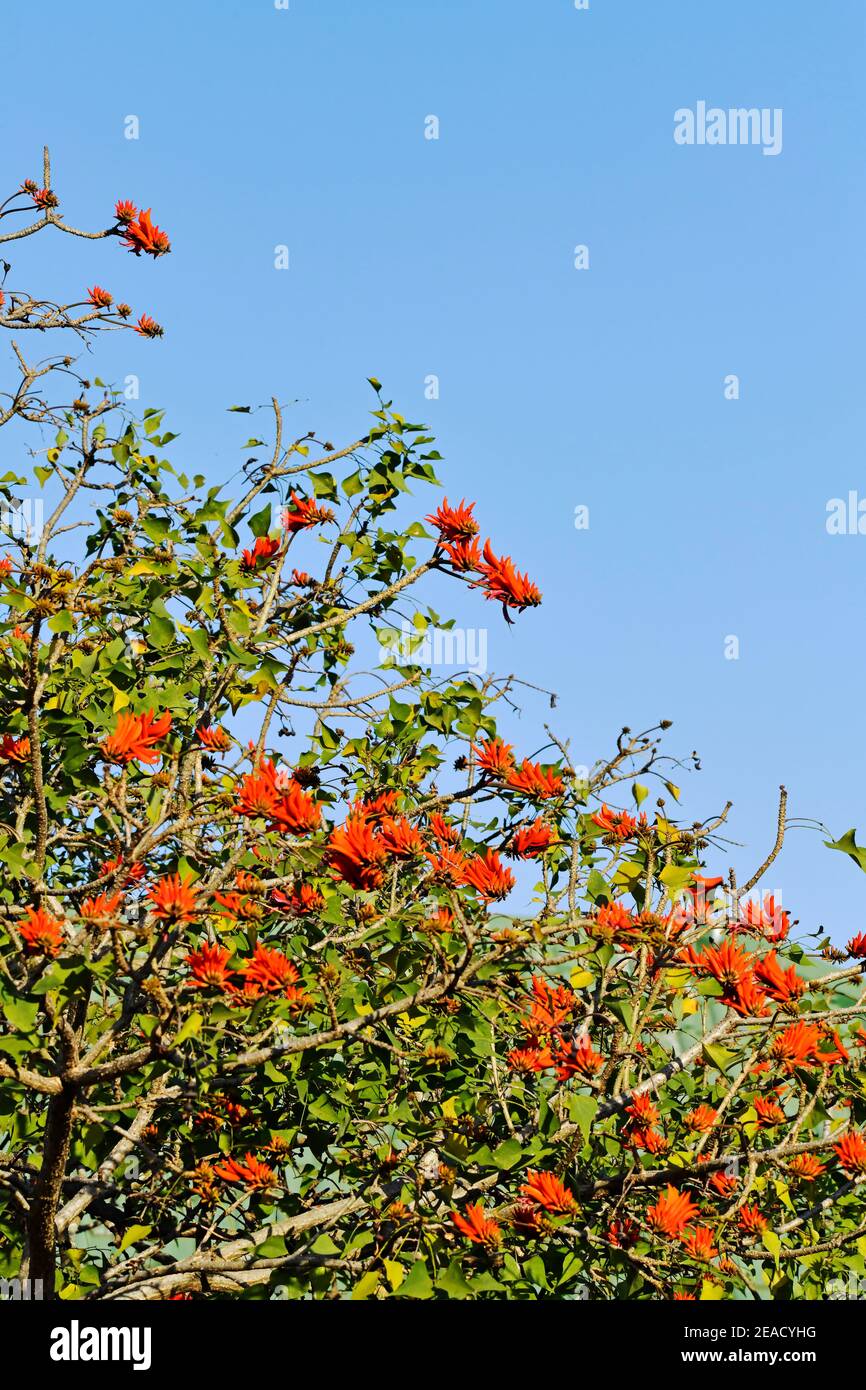 Common Coral Tree [Erythrina lysistemon] in full flower, Mount ...