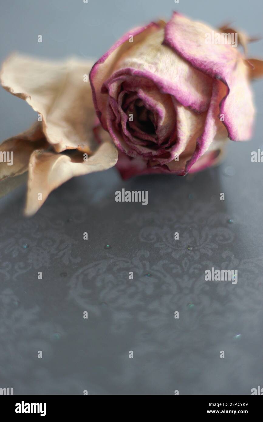 Withered pink rose hi-res stock photography and images - Alamy