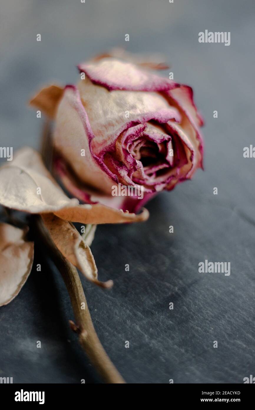 Withered pink rose hi-res stock photography and images - Alamy