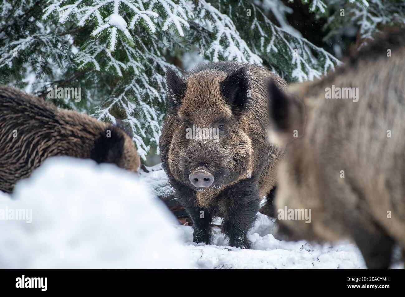 Wild boars in the snow Stock Photo - Alamy
