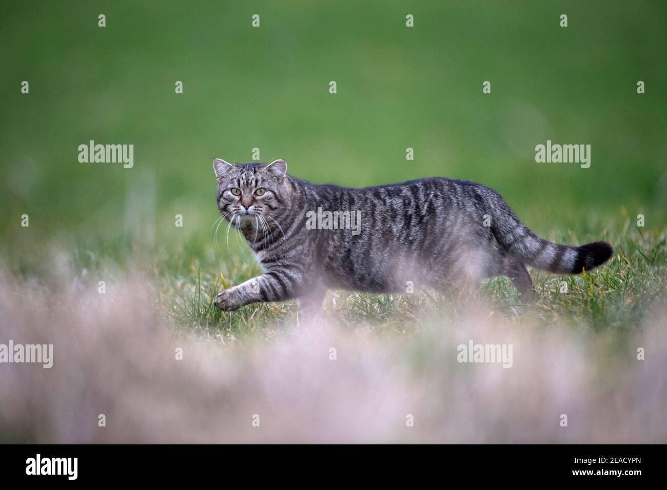 Chasing domestic cat Stock Photo - Alamy