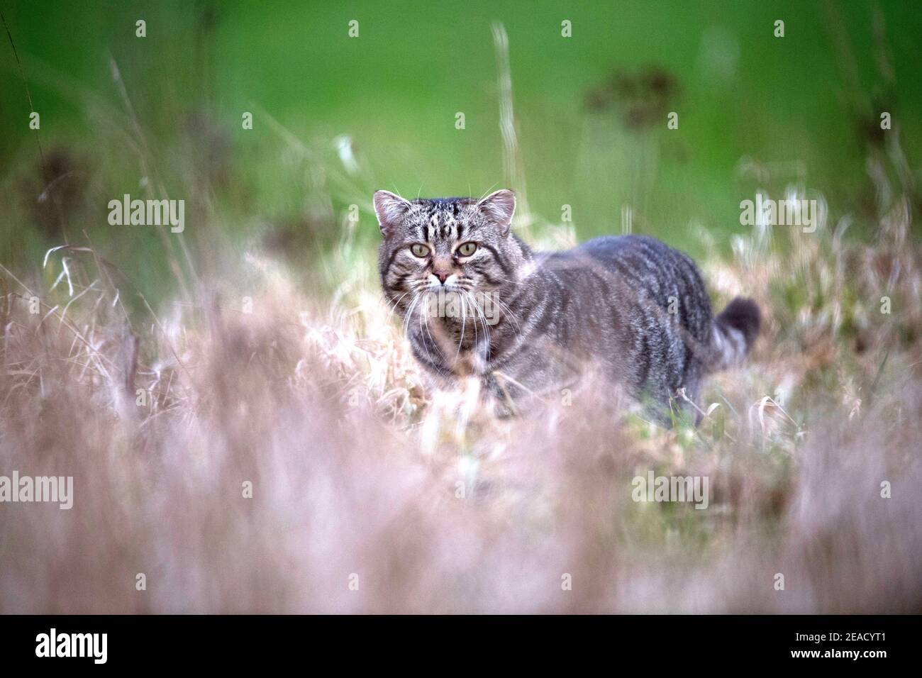 Tiger chasing hi-res stock photography and images - Alamy