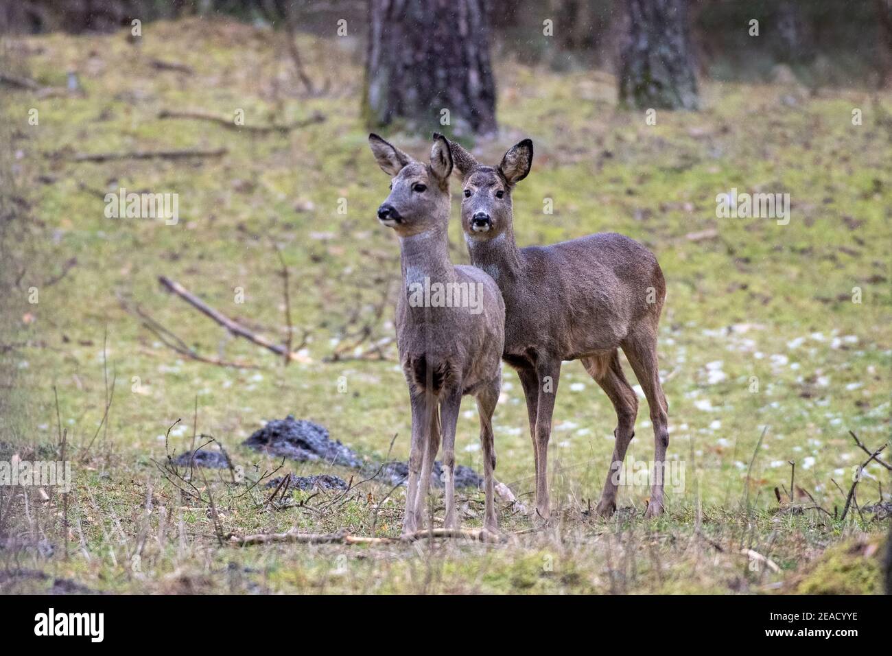 Deer in winter coat hi-res stock photography and images - Alamy