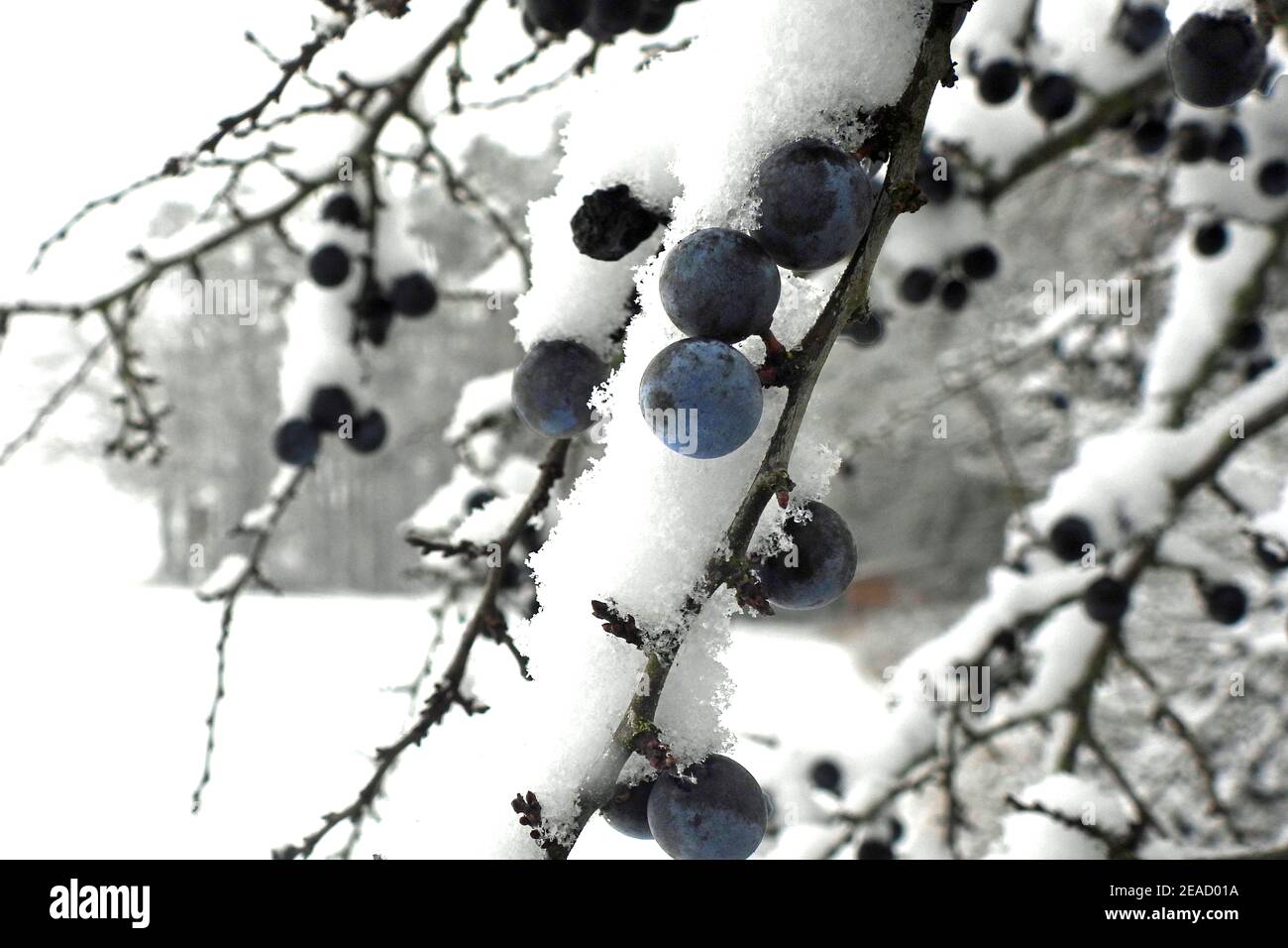 blackthorn fruits in the snow Stock Photo - Alamy