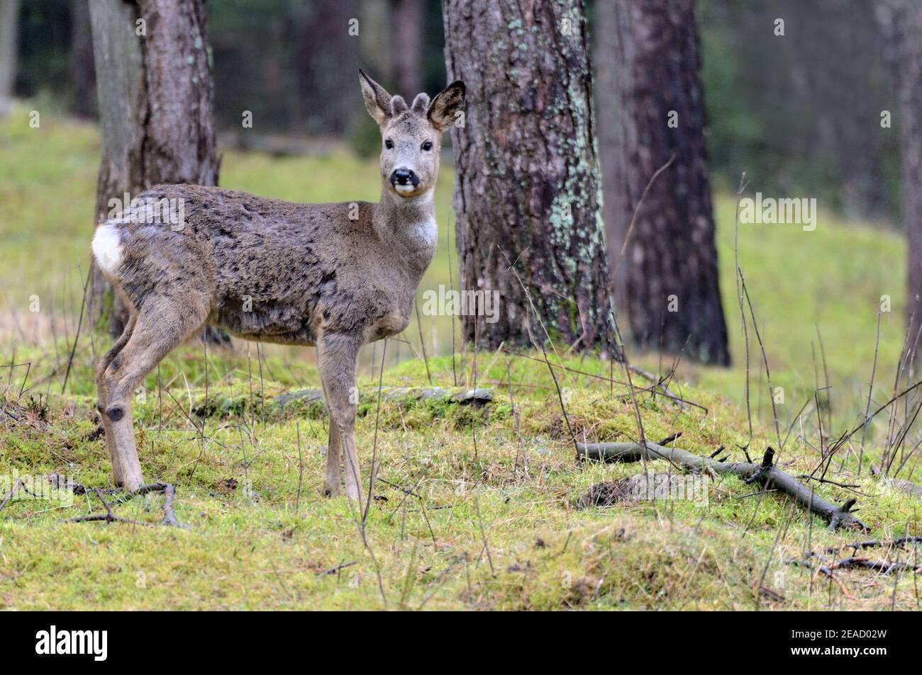 Deer in winter Stock Photo - Alamy