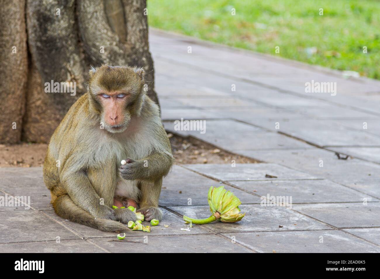 monkey eating fruit and looking around Stock Photo - Alamy
