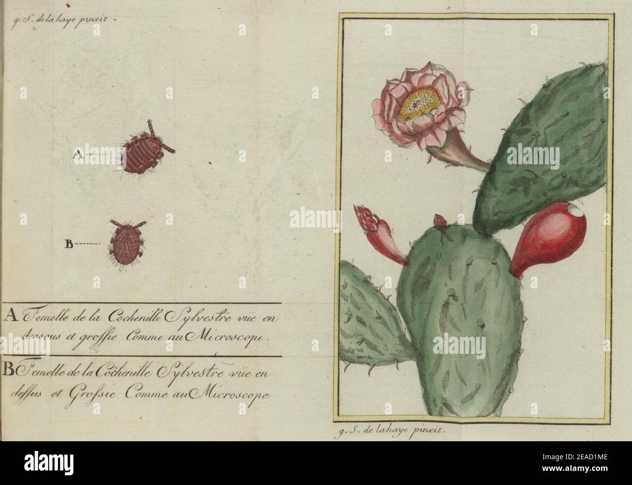 Nicolas-Joseph Thiéry de Menonville Traite de la culture du nopal hand ...