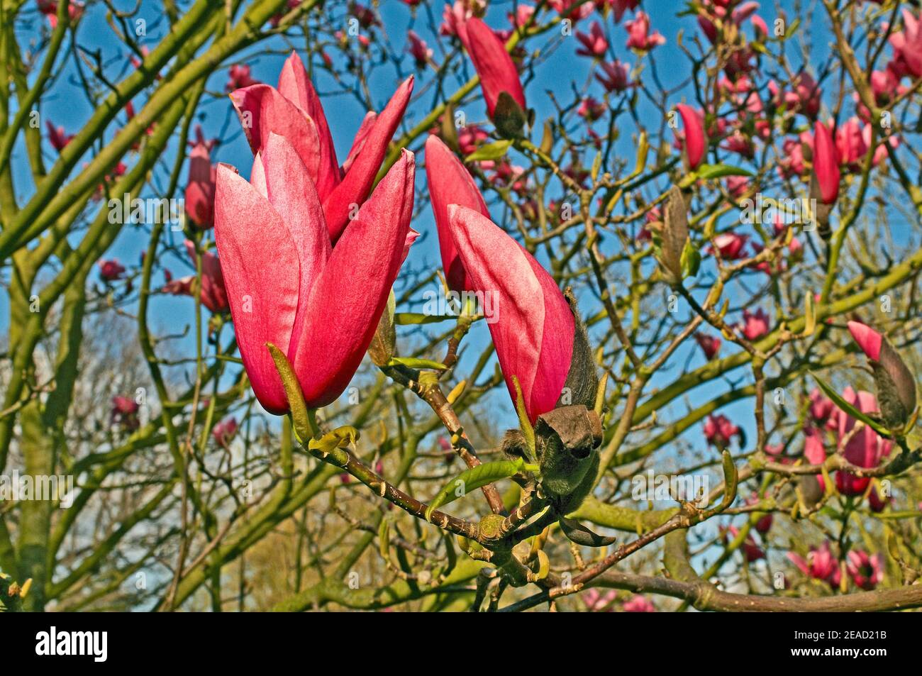 Magnolia ‘star wars’ hi-res stock photography and images - Alamy