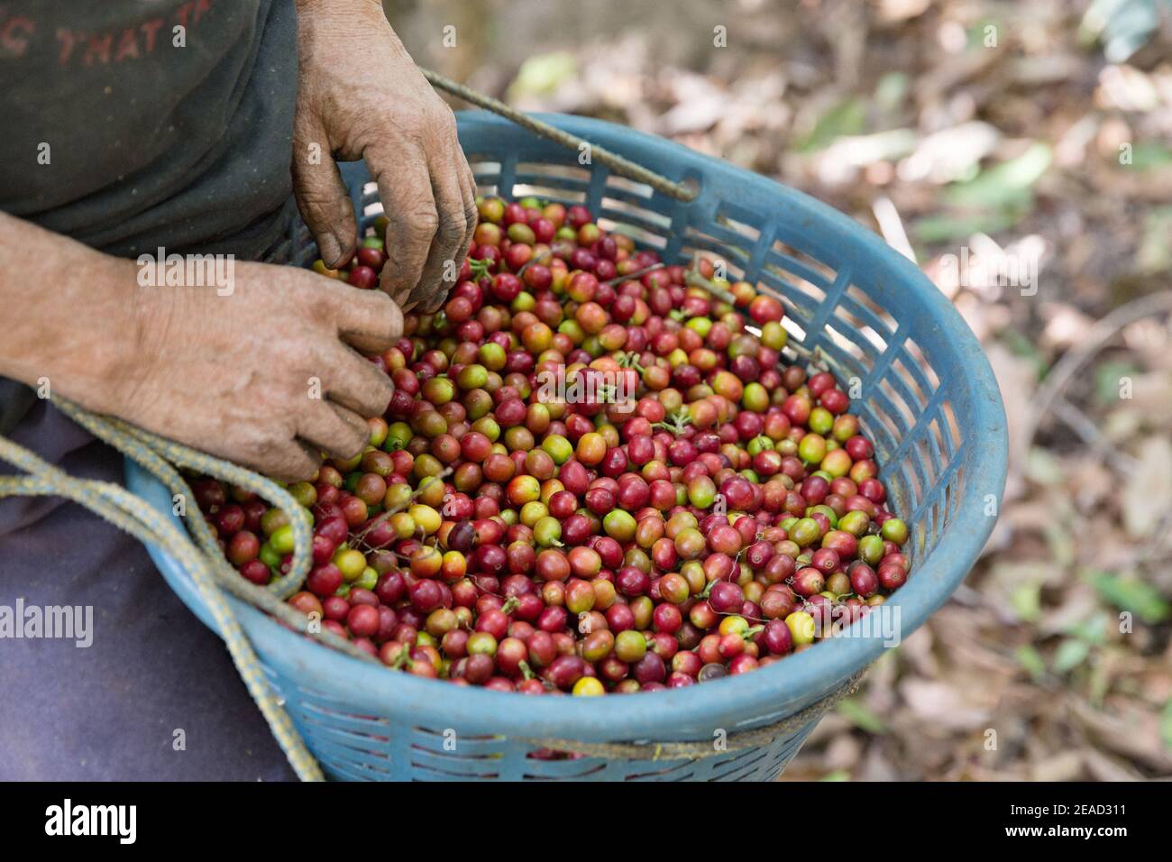 Hand picked coffee beans hi-res stock photography and images - Alamy