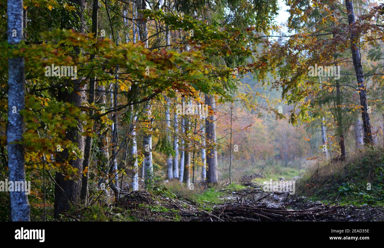 the beautiful autumn on the alps Stock Photo - Alamy
