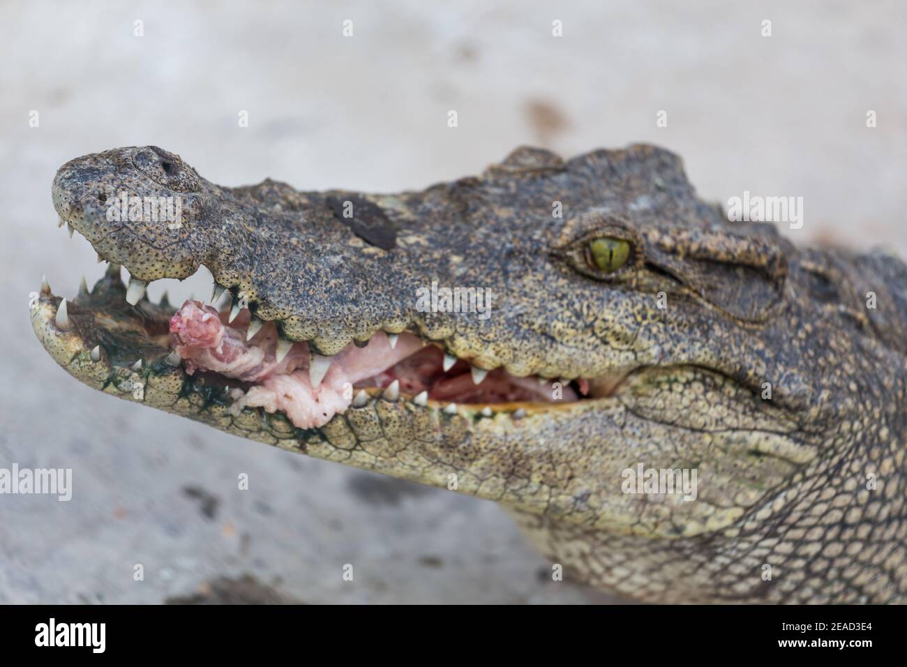 Crocodile death roll hi-res stock photography and images - Alamy