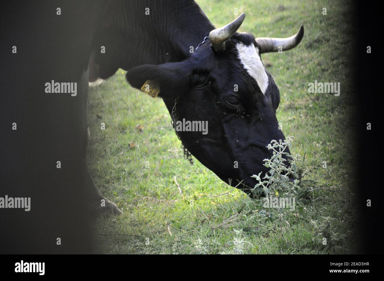 Holstein cow grass hi-res stock photography and images - Alamy